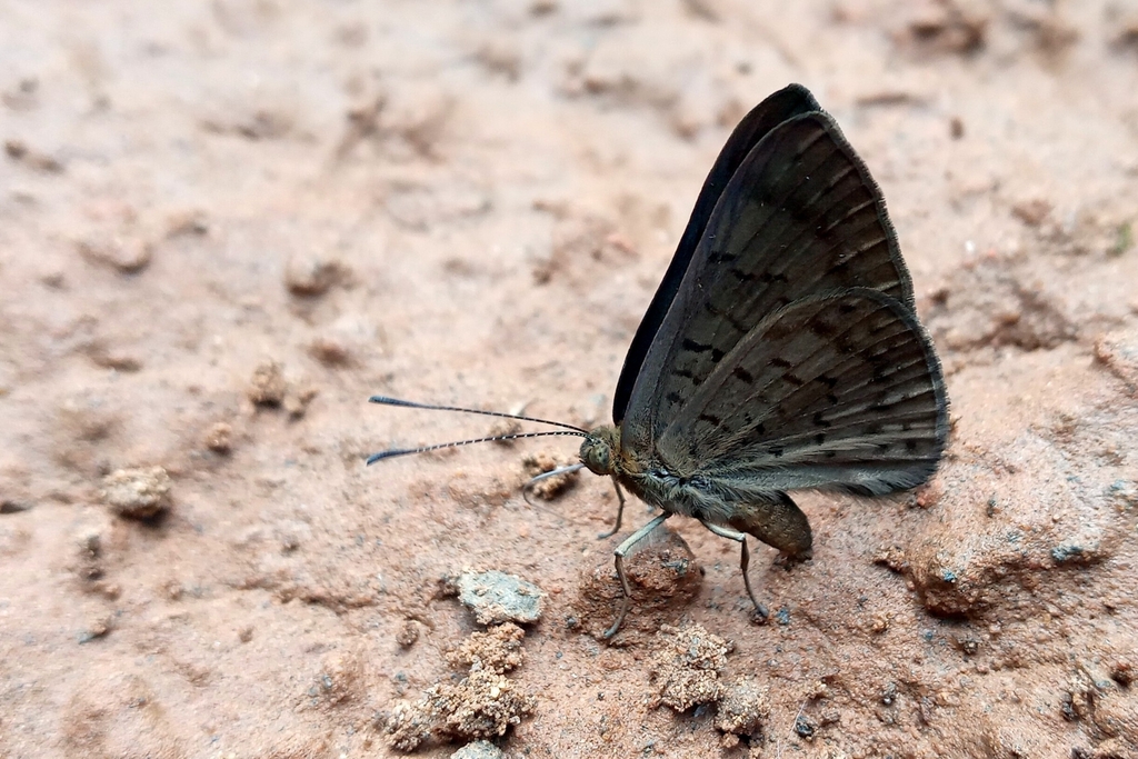 Emesis ocypore (Borboletas de Rio Claro, SP/Butterflies of Rio Claro ...