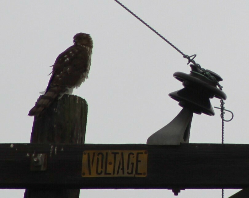 Cooper's Hawk from Clairemont, San Diego, CA, USA on December 31, 2022 ...