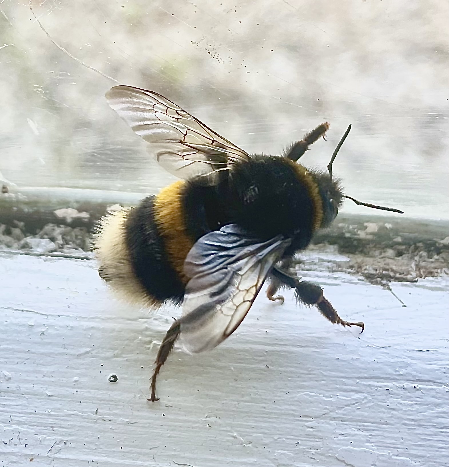 Apidae