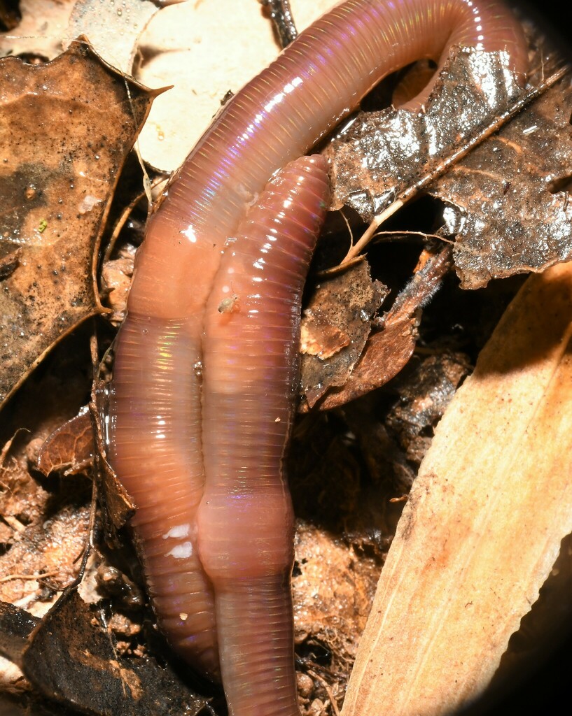 Redhead Worm from Powhatan County, VA, USA on December 31, 2022 at 11: ...