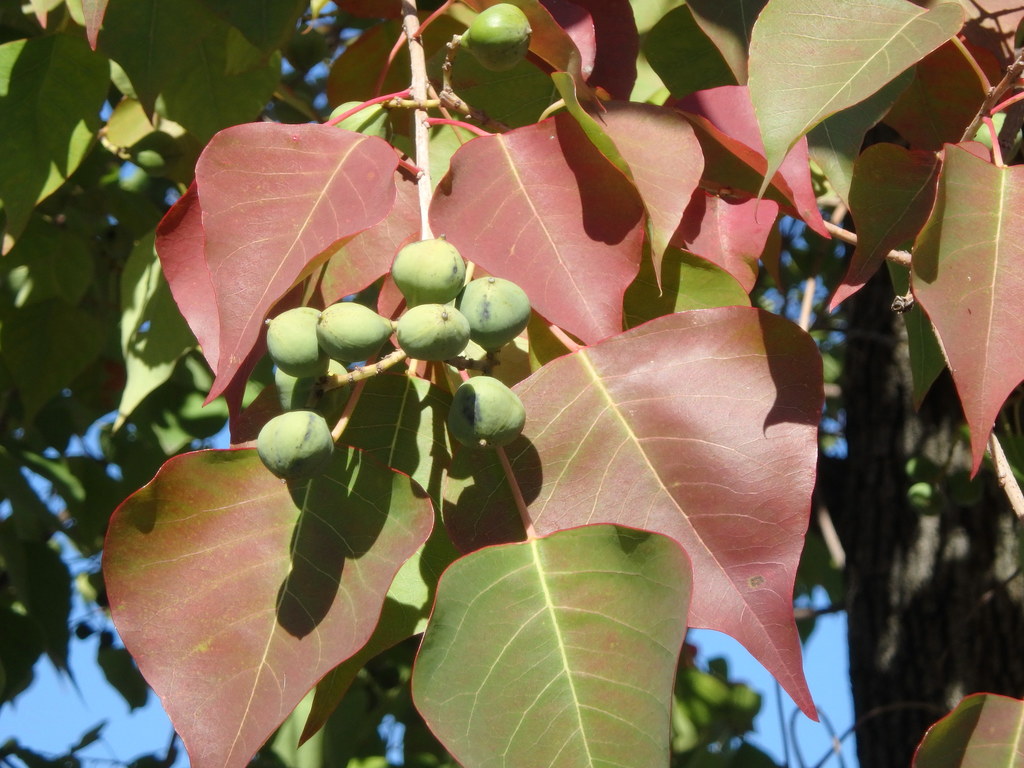 Chinese Tallow from Mizuho, Gifu, Japan on October 7, 2015 at 09:20 AM ...