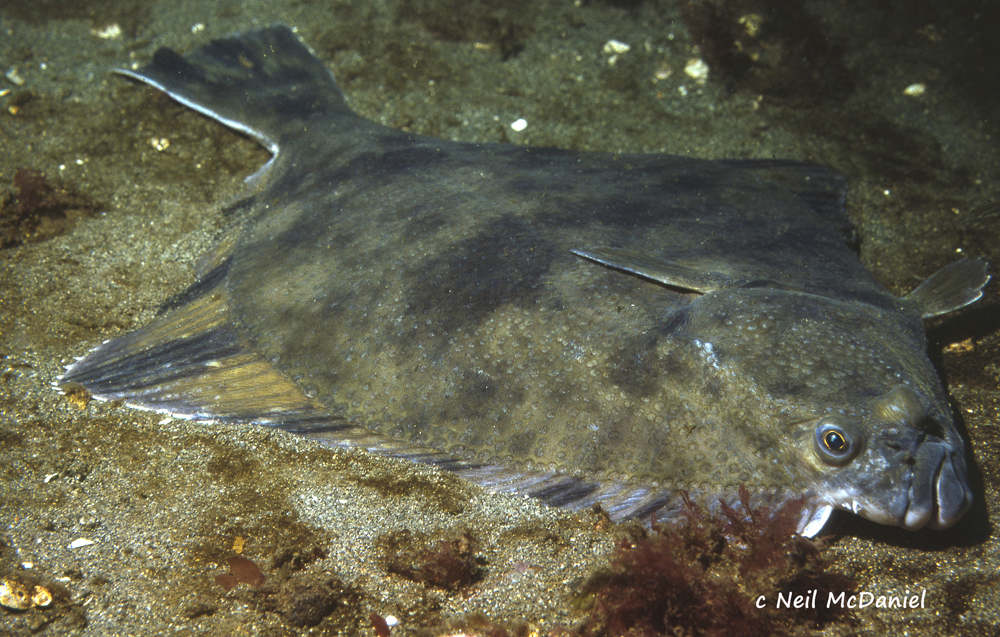 Starry Flounder from Enkok Cove, Discovery Passage, BC, Canada on April ...
