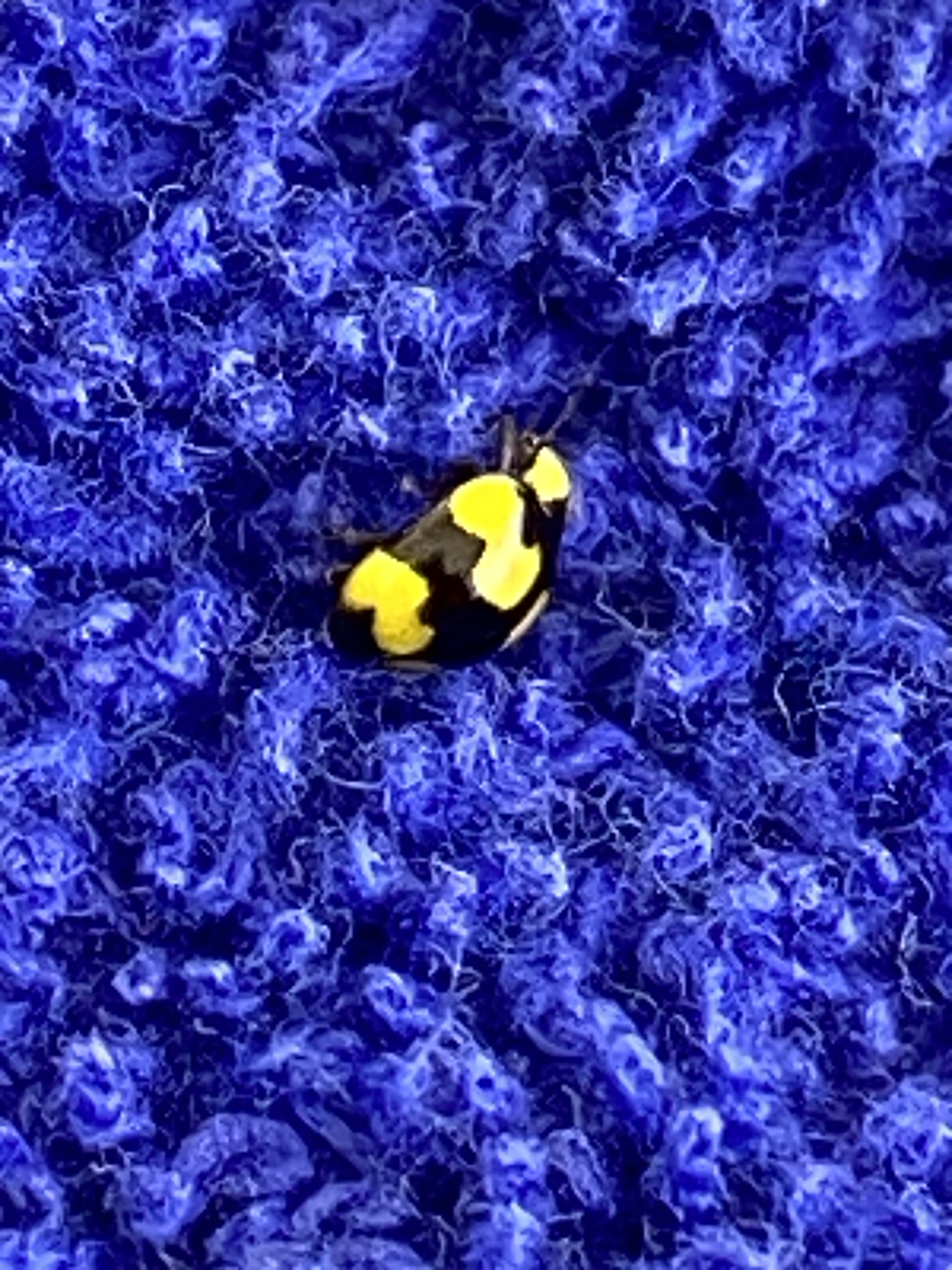 Coccinellidae