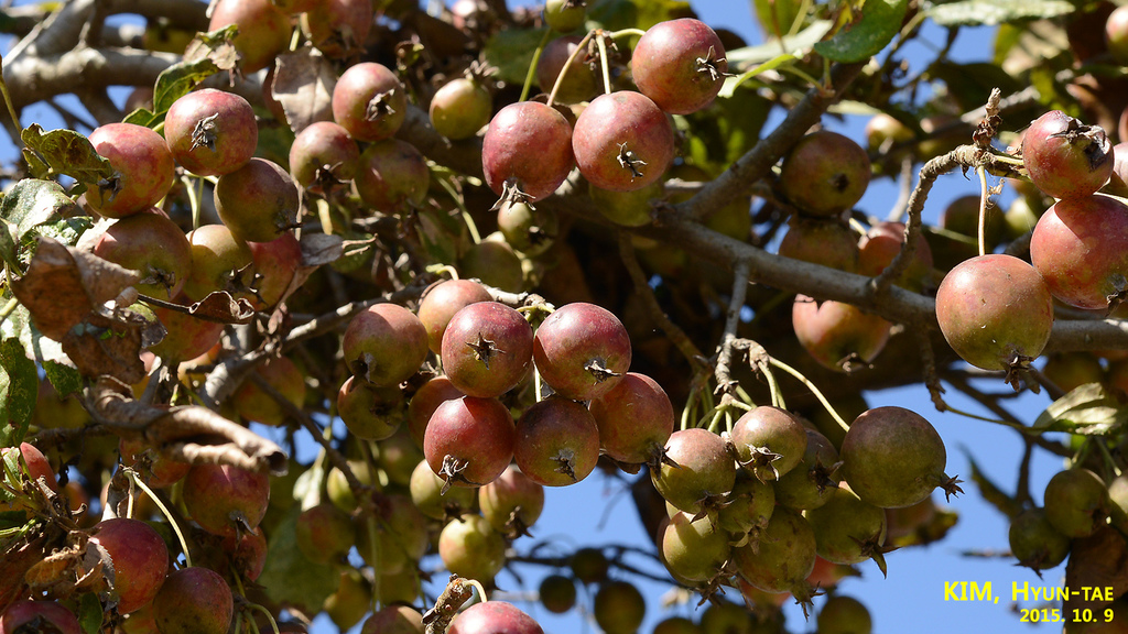 Pear-leaf Crabapple (Malus prunifolia) - Botanical Realm