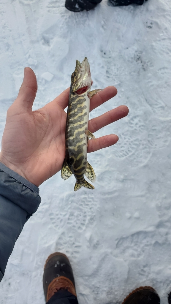Northern Pike from Springwater, WI, USA on December 27, 2022 at 02:31 ...