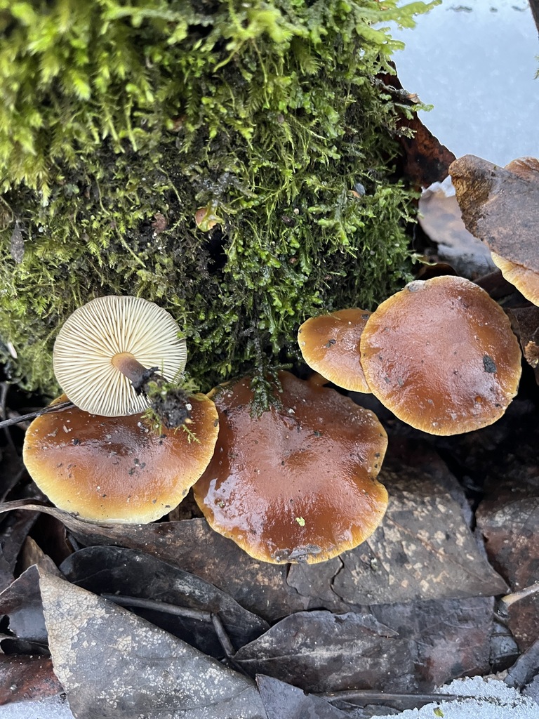 Flammulina filiformis from Greater Vancouver, British Columbia, Canada ...