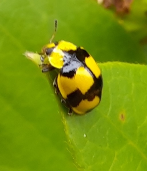 Coccinellidae