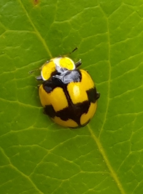 Coccinellidae