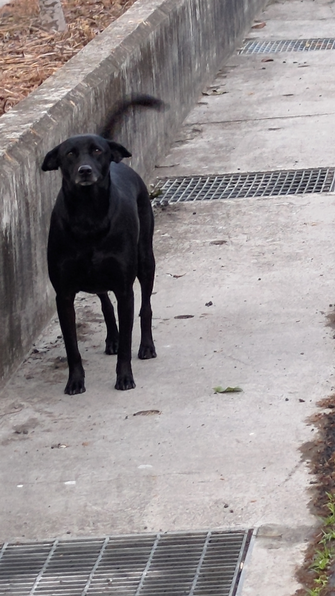 Canis lupus familiaris Linnaeus, 1758