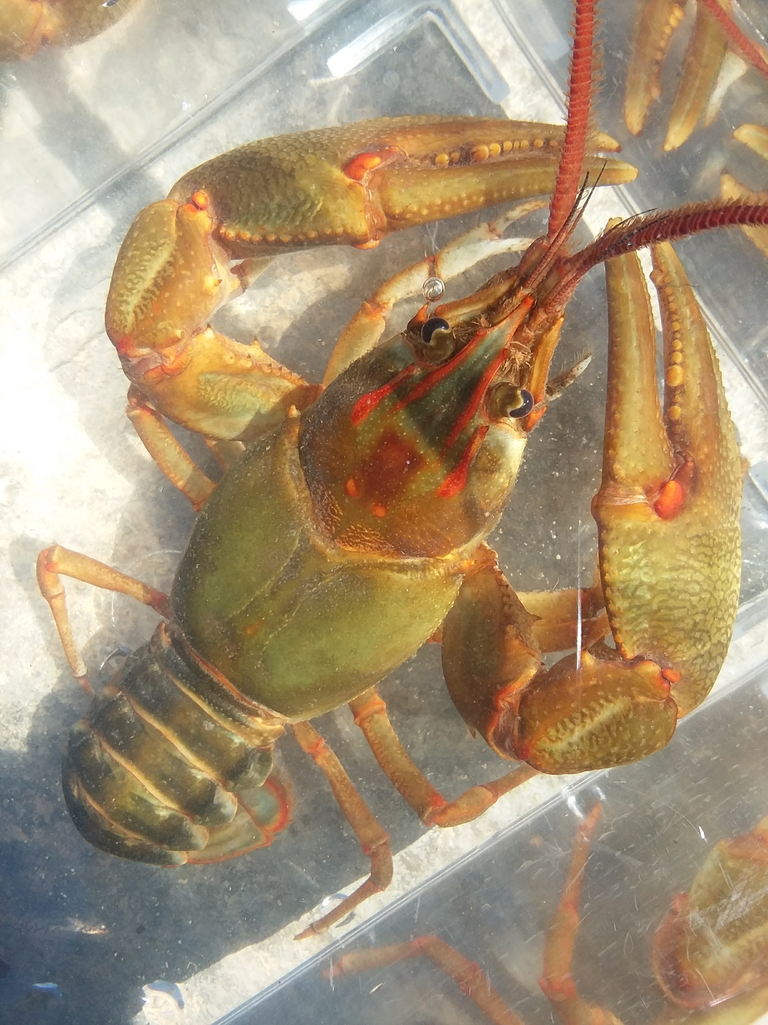 Barbicambarus simmonsi Taylor & Schuster, 2010