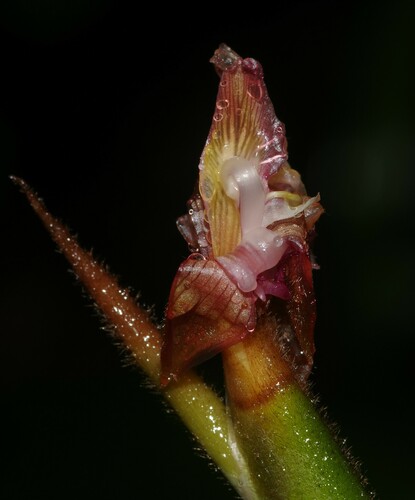 Ischnosiphon ursinus · NaturaLista Colombia