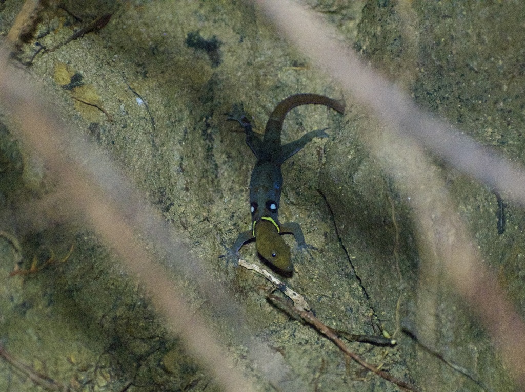 Eyespot Gecko from Roxborough - Parlatuvier Rd, Trinidad and Tobago on ...