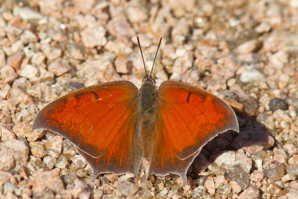 Goatweed Leafwing (Wildlife and Wildflowers of Texas - Moths) · iNaturalist