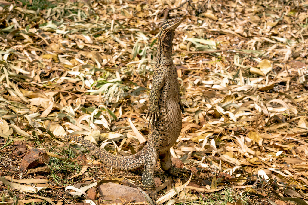 Western Argus Monitor from Great Northern Hwy, Karijini WA 6751 ...