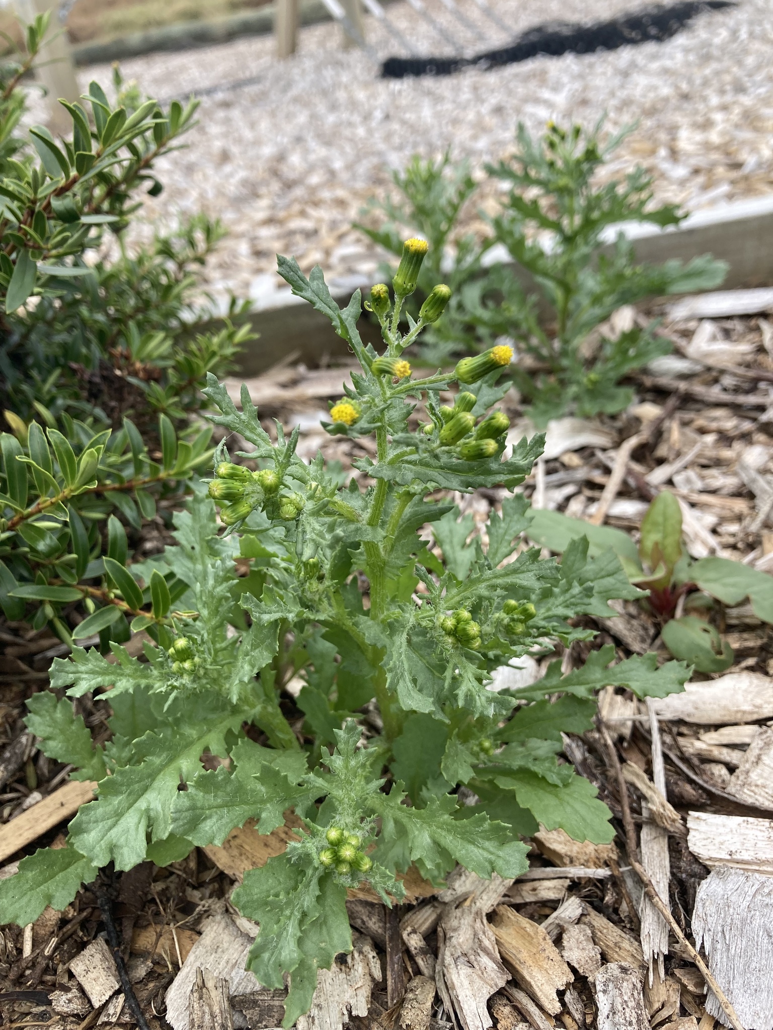 Asteraceae