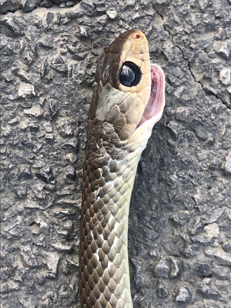 Indo-Chinese Rat Snake in December 2022 by Marshall Iliff · iNaturalist
