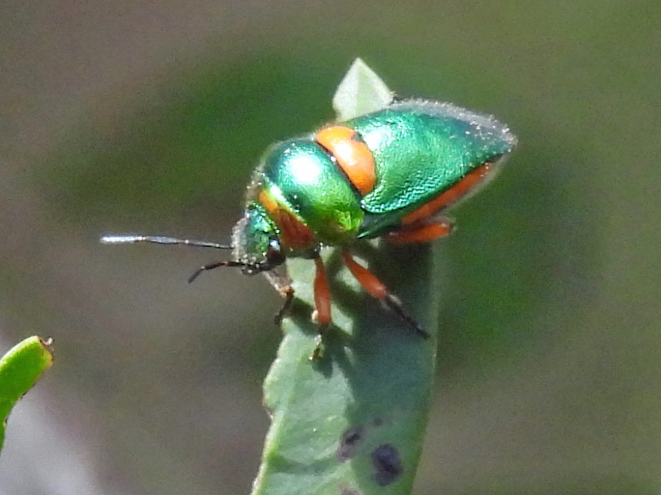 Hemiptera