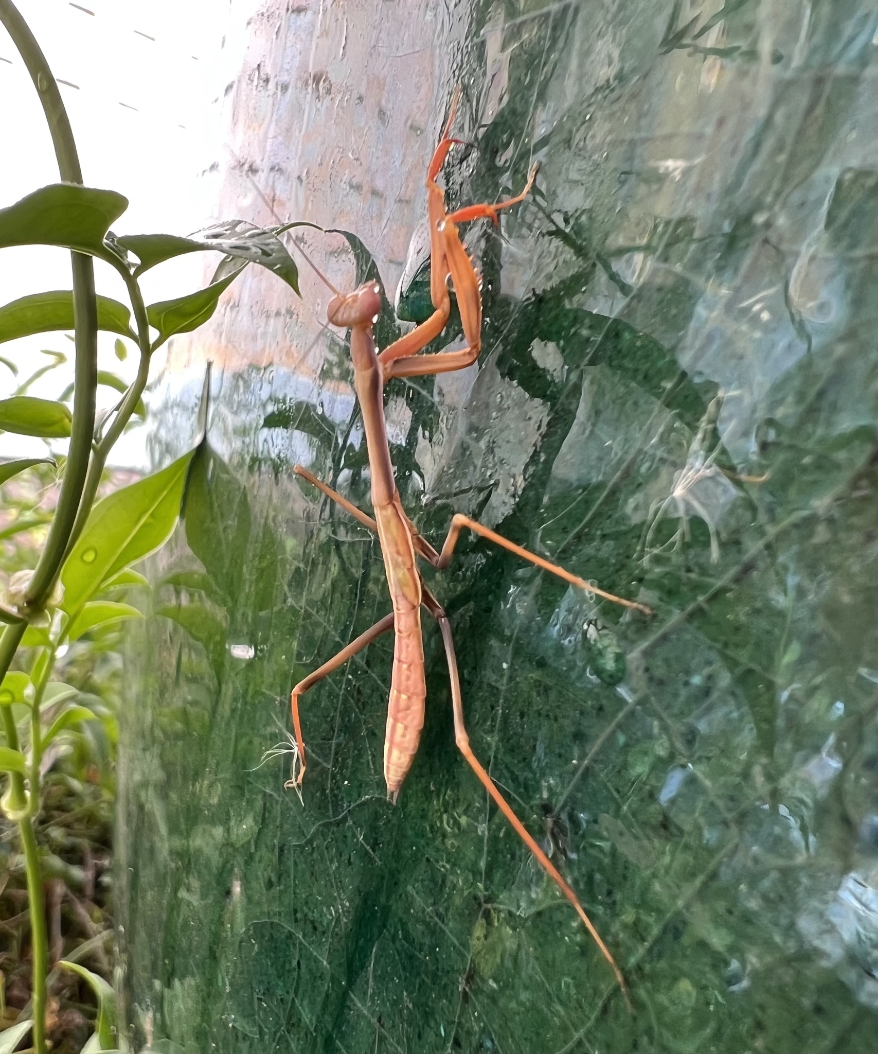 Mantodea