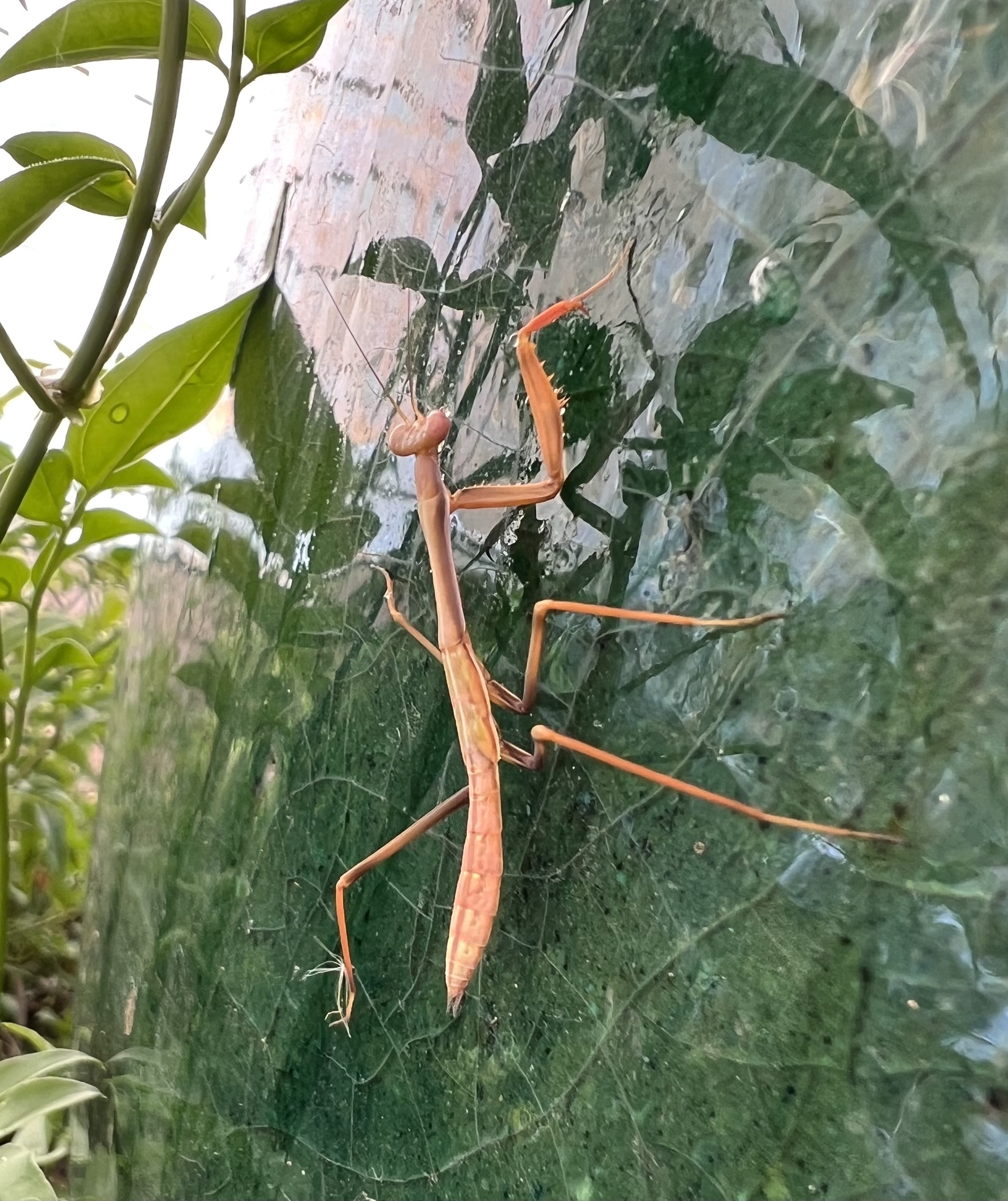 Mantodea