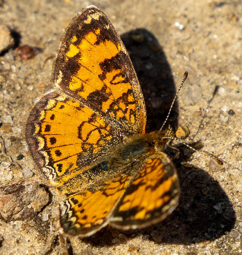 Pearl Crescent from 1095 Sandwich Rd, East Falmouth, MA 02536, USA on ...