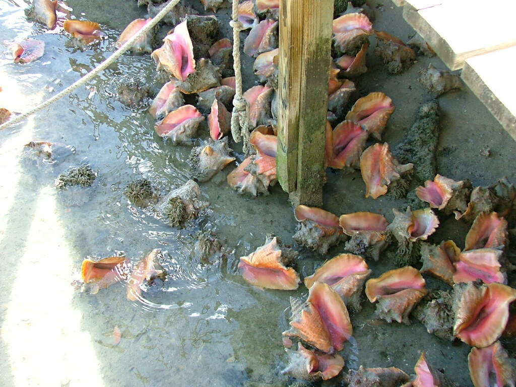 Queen Conch from Great Abaco, The Bahamas on January 30, 2003 at 06:58 ...