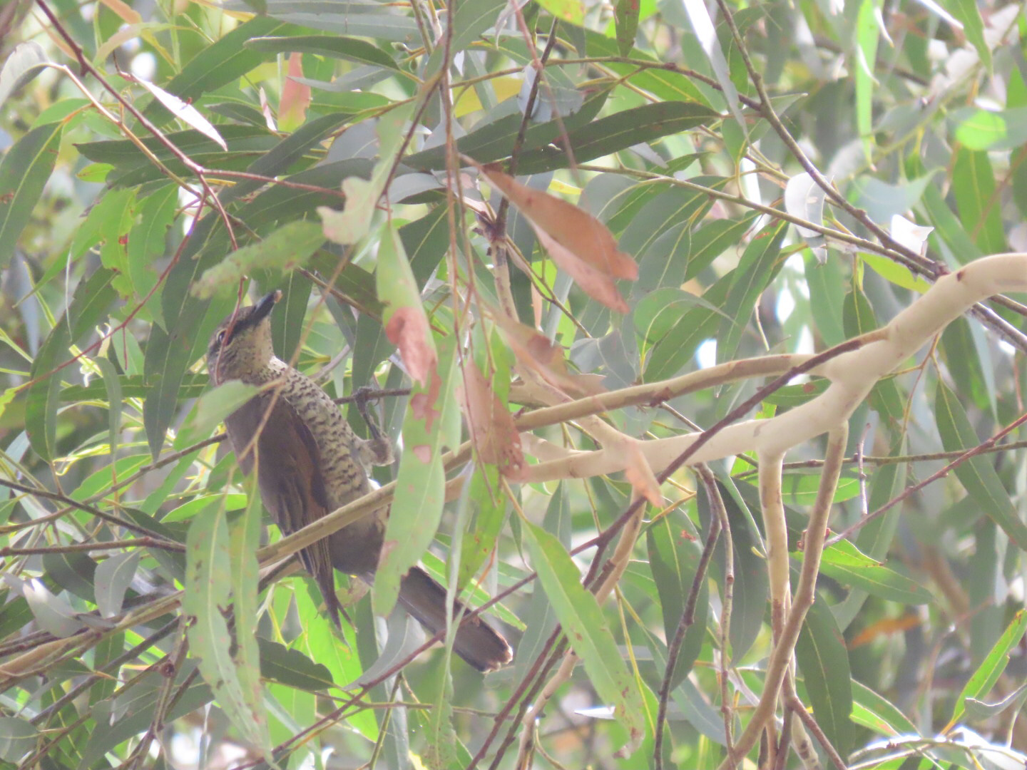 Edolisoma tenuirostre (Jardine, 1831)
