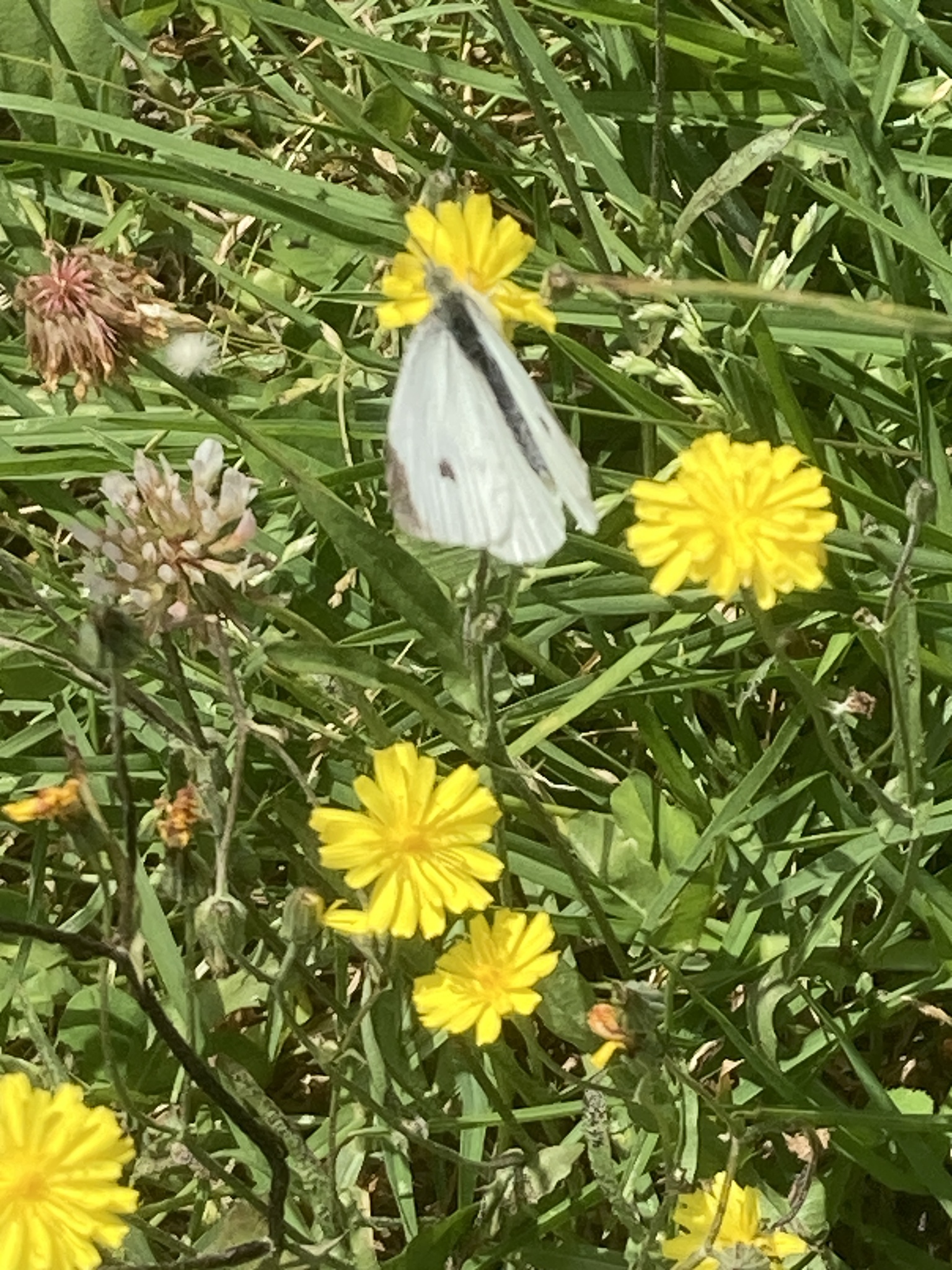 Pieris rapae (Linnaeus, 1758)