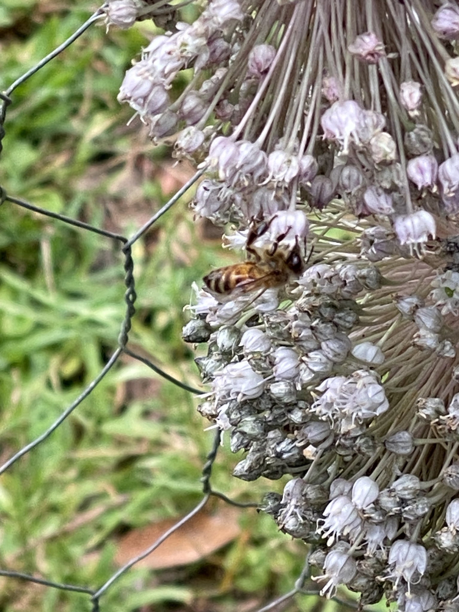Apidae