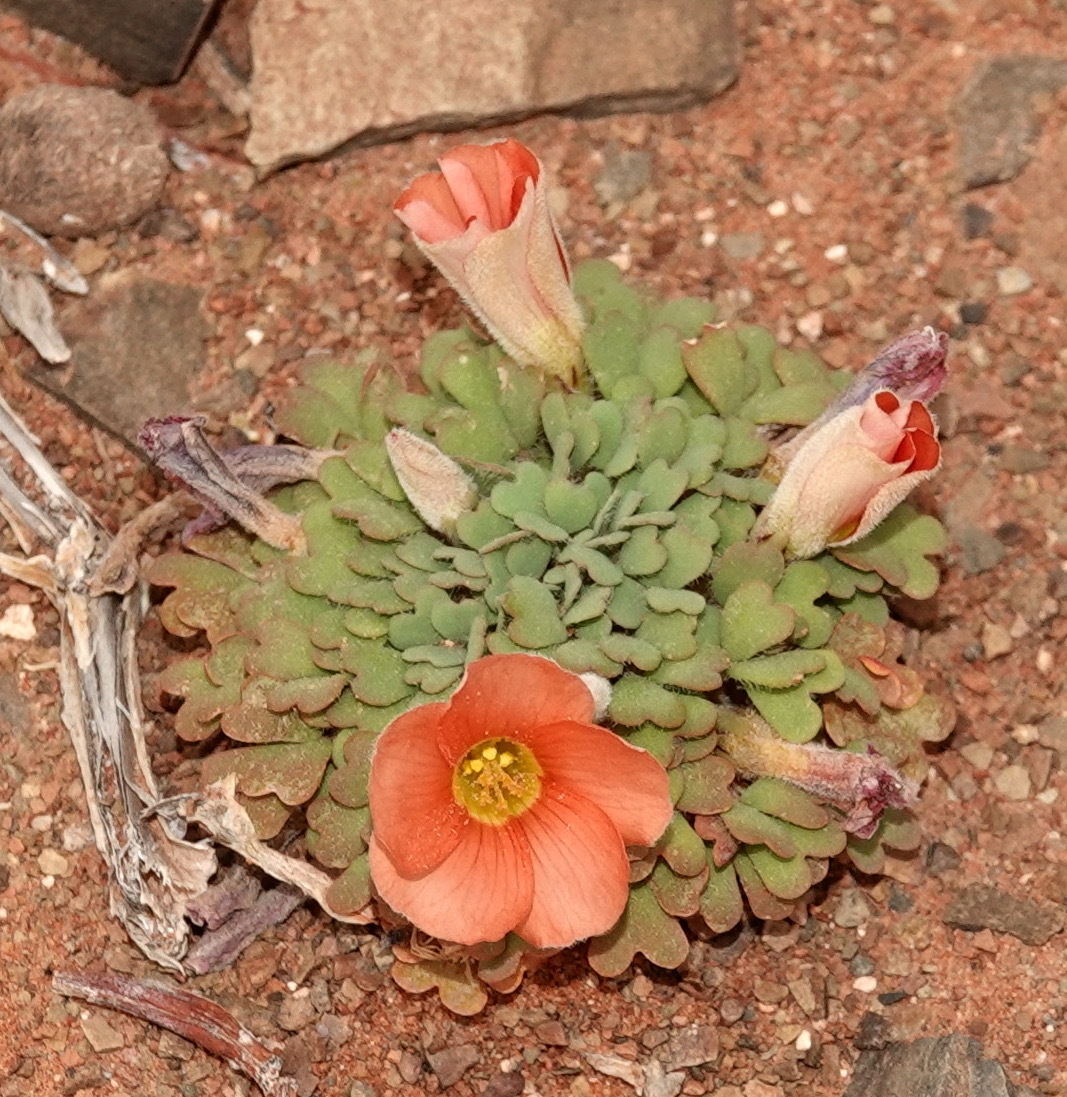 Oxalis annae F.Bolus
