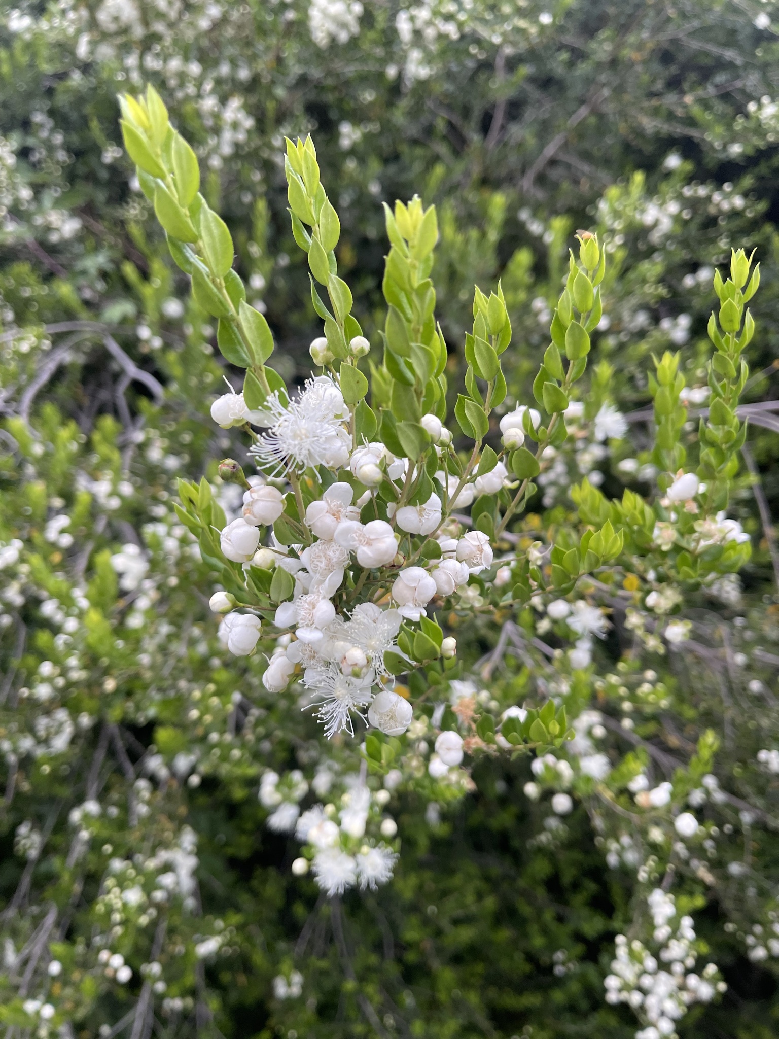 Luma chequen (Molina) A.Gray