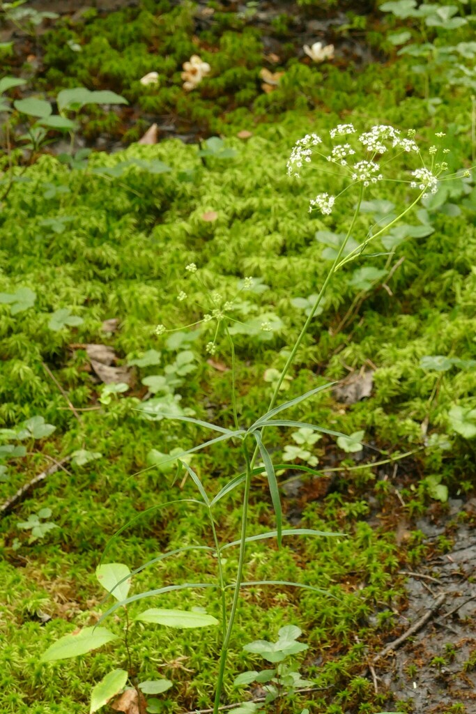 stiff cowbane in August 2016 by rbartgis · iNaturalist