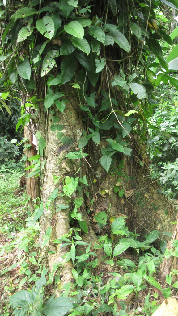 Panama rubber tree from Capira, PA-PO, PA on December 20, 2022 by ...