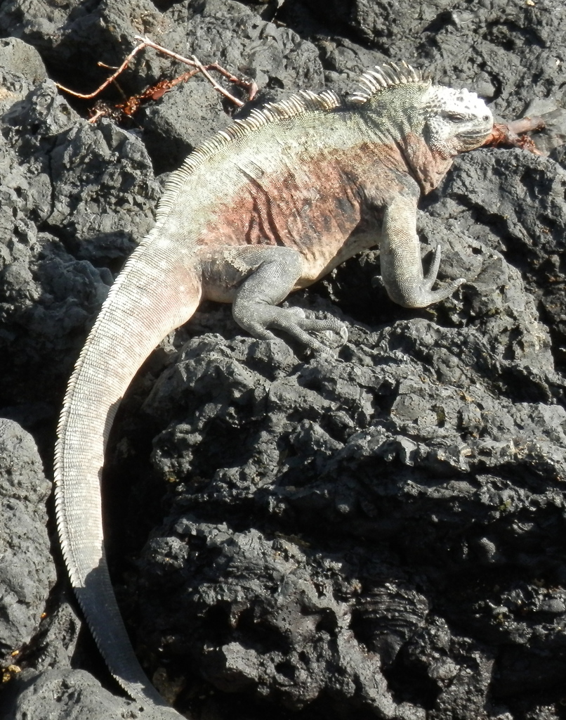Fernandina Marine Iguana in January 2018 by Andy Goerdel - Texas Master ...