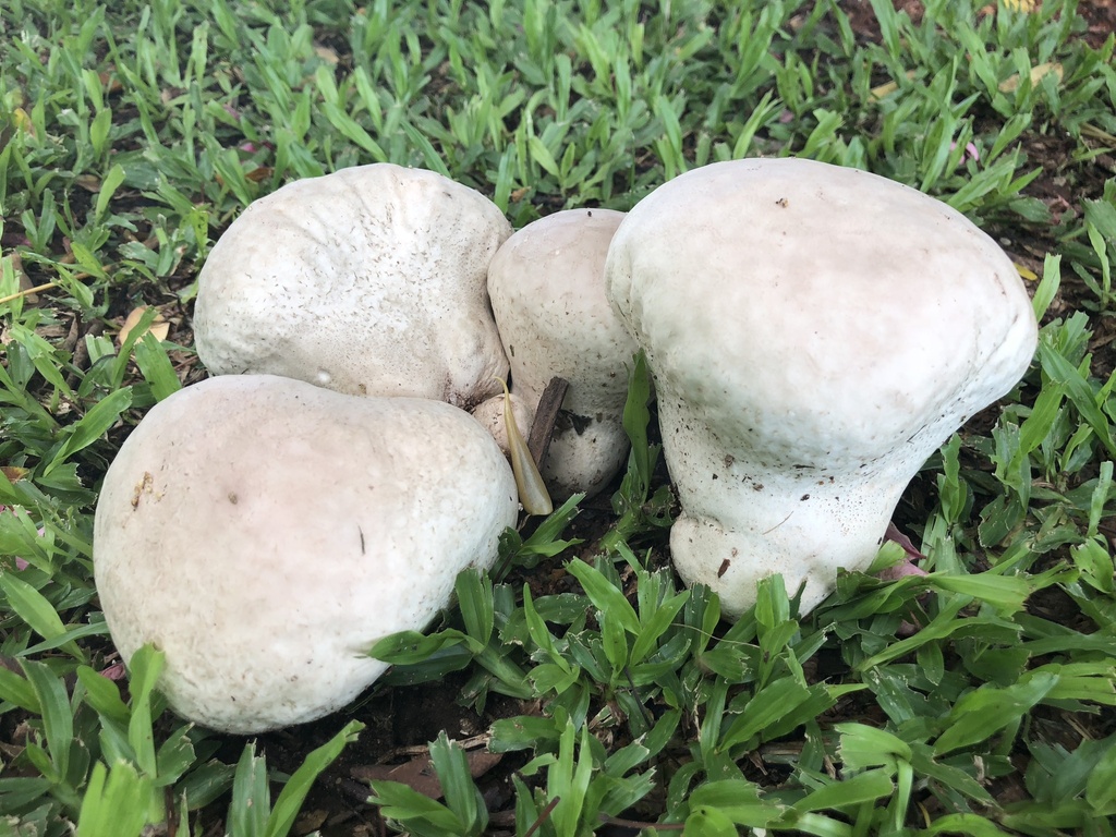 Brain puffball from Innot Hot Springs, QLD, AU on December 16, 2018 at ...