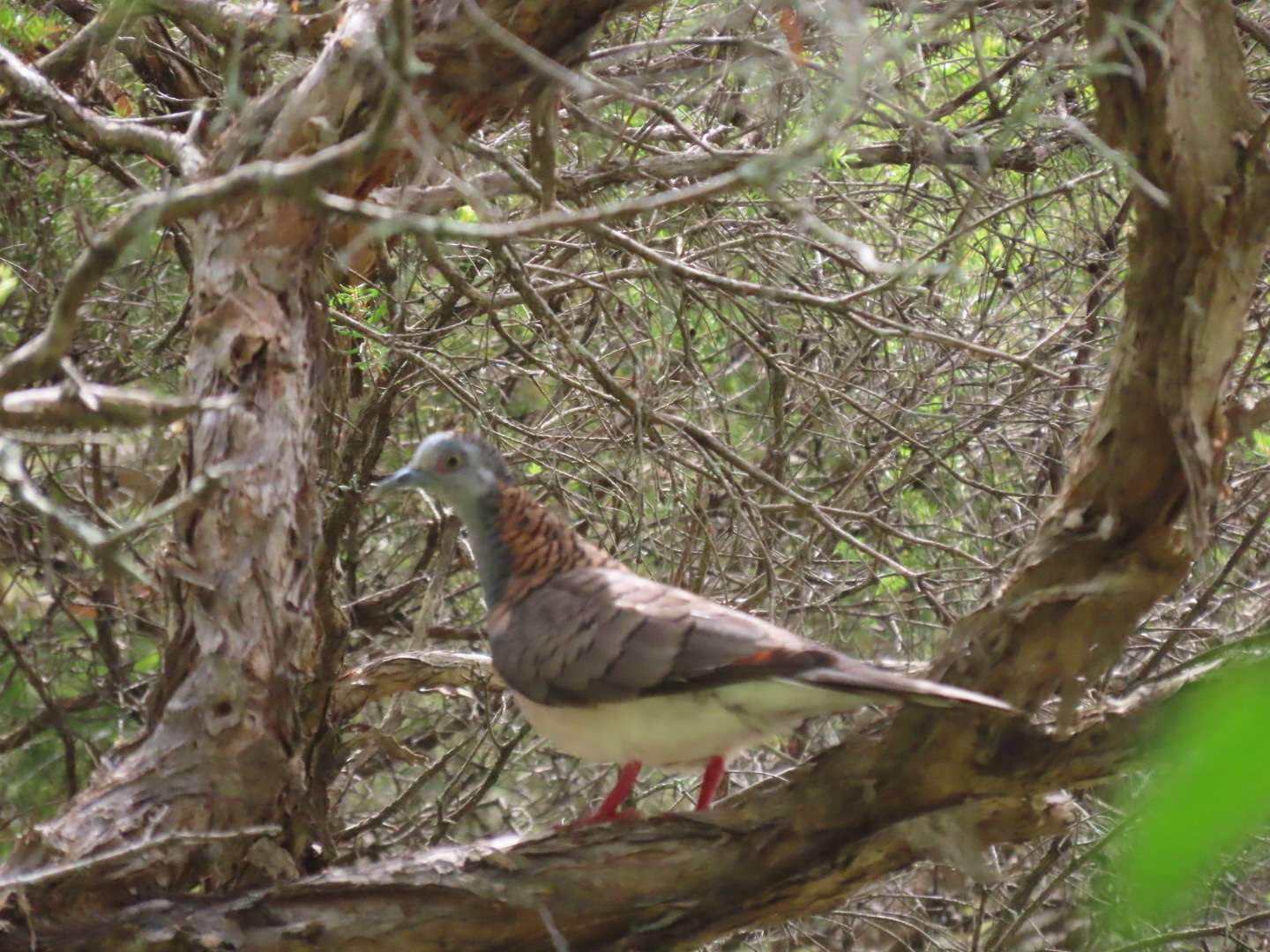 Columbidae