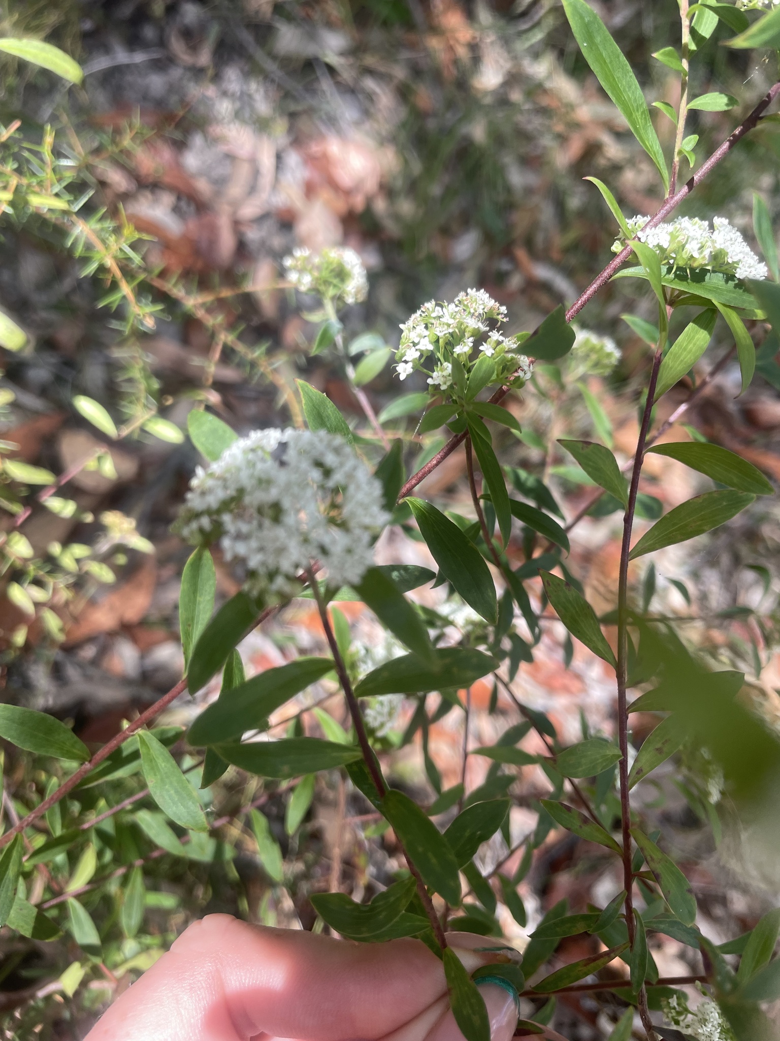 Apiaceae