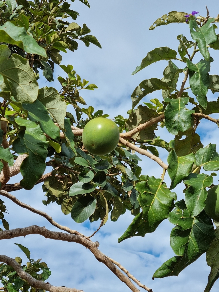 wolf-apple (Solanum lycocarpum) - Botanical Realm