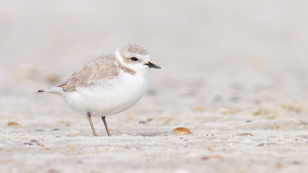 Snowy Plover in December 2019 by Fyn Kynd · iNaturalist