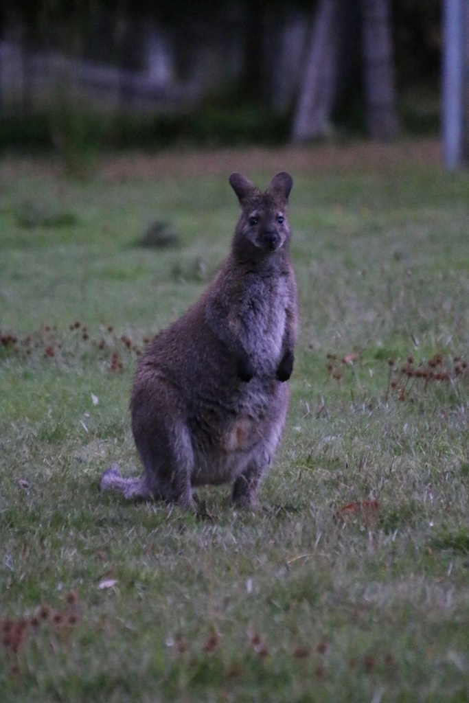 Bennett's Wallaby from Bruny Island, South Bruny, TAS, AU on November ...