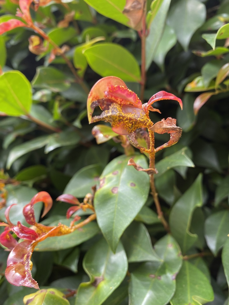 Myrtle Rust from North Island, Auckland, Auckland, NZ on January 01 ...