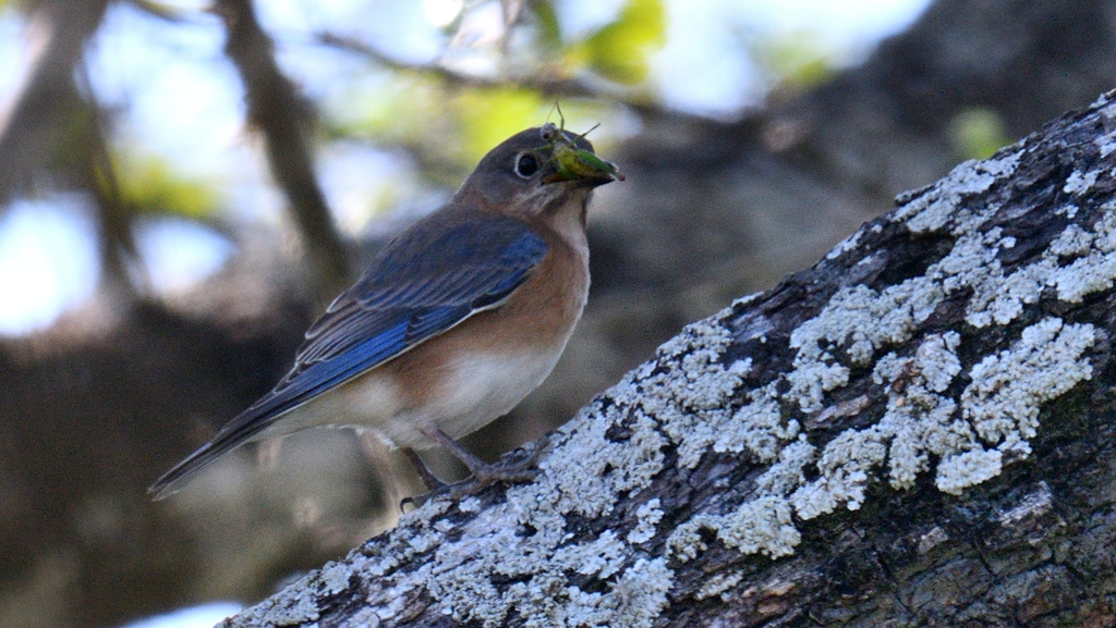 Eastern Bluebird from Montemorelos, N.L., México on December 25, 2022 ...
