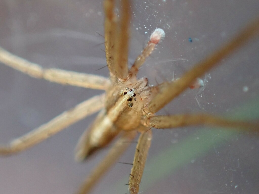 Slender Prowling Spiders in January 2023 by Gen C · iNaturalist