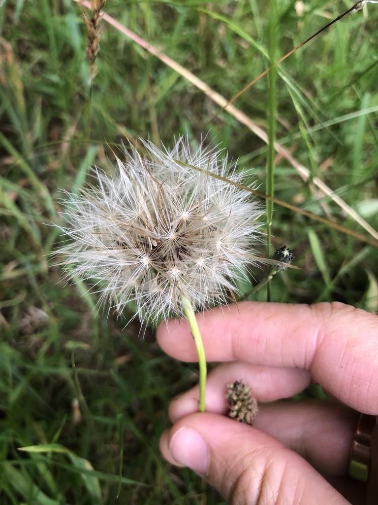 common dandelion from Belmont Regional Park, Lower Hutt, Wellington, NZ ...
