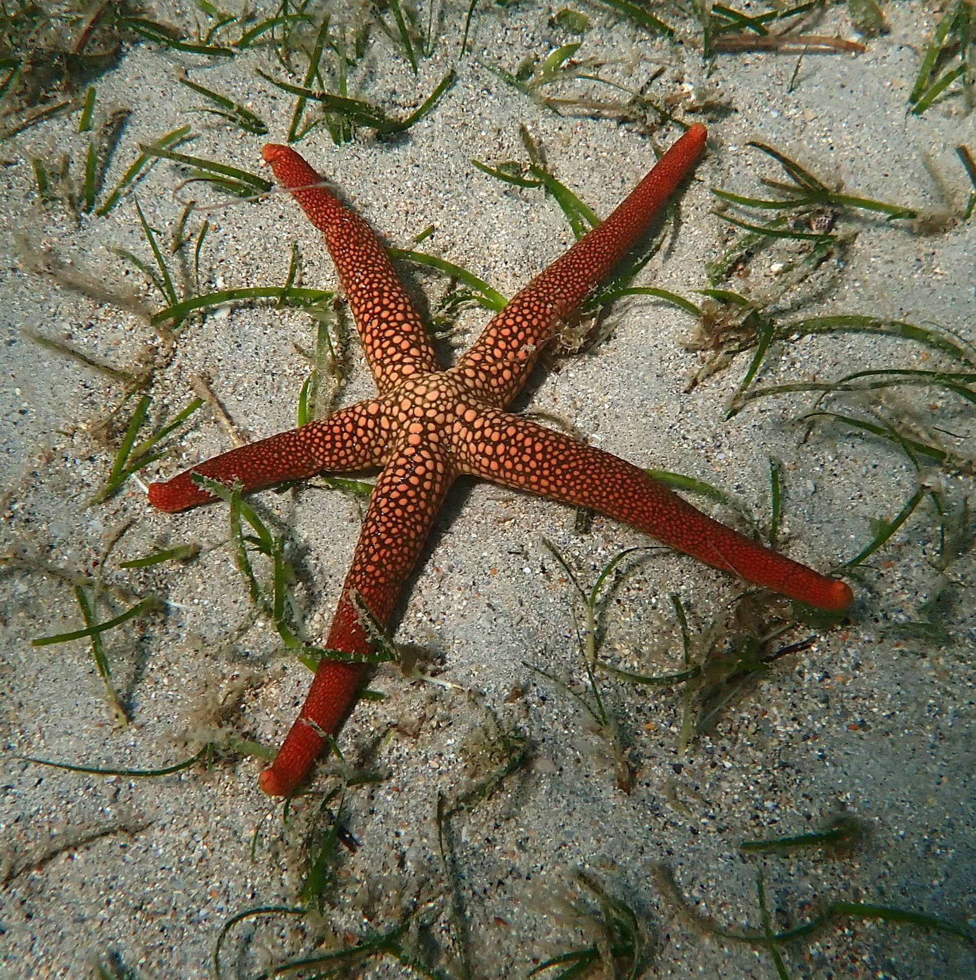 Echinodermata