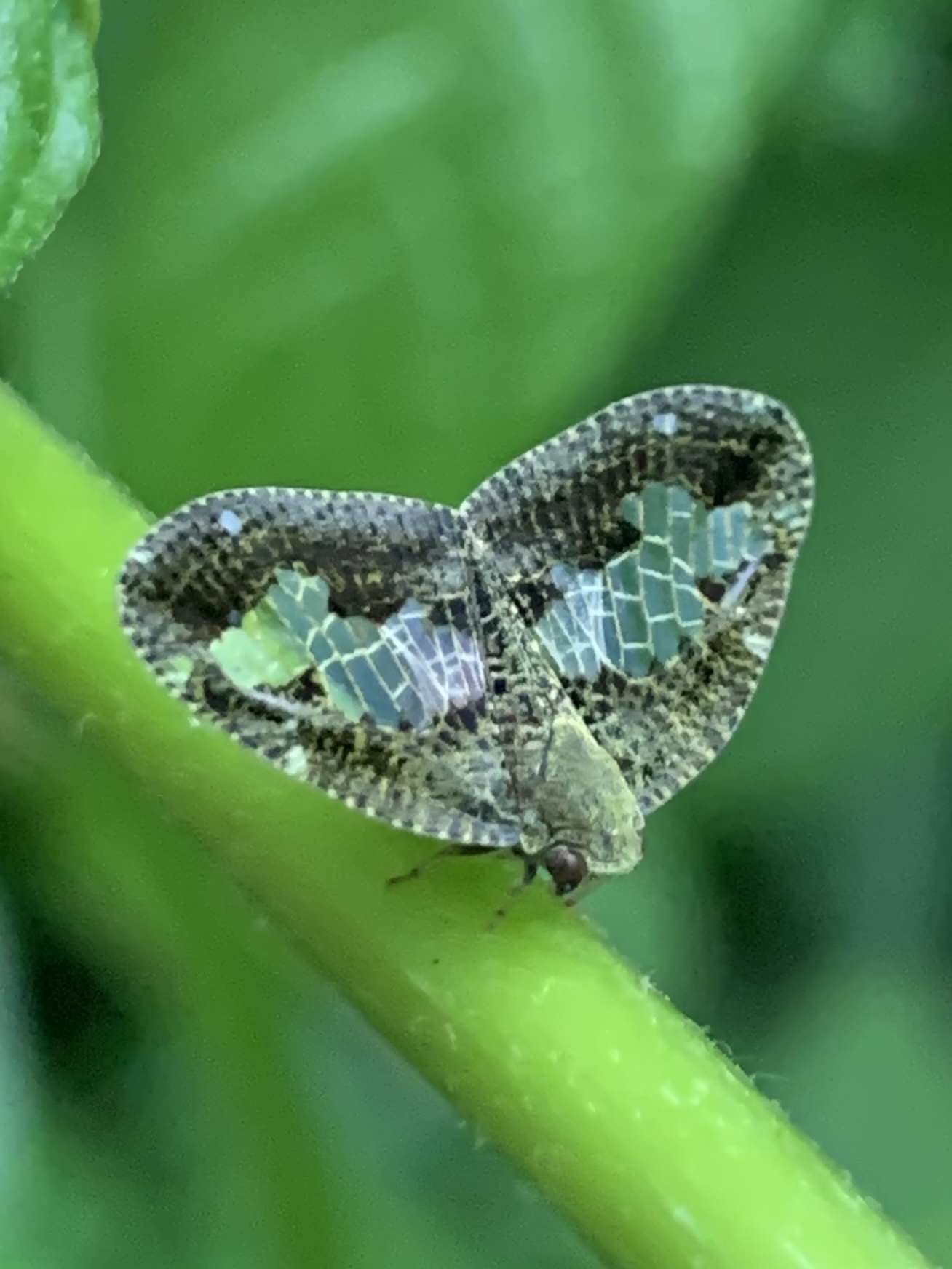 Ricaniidae