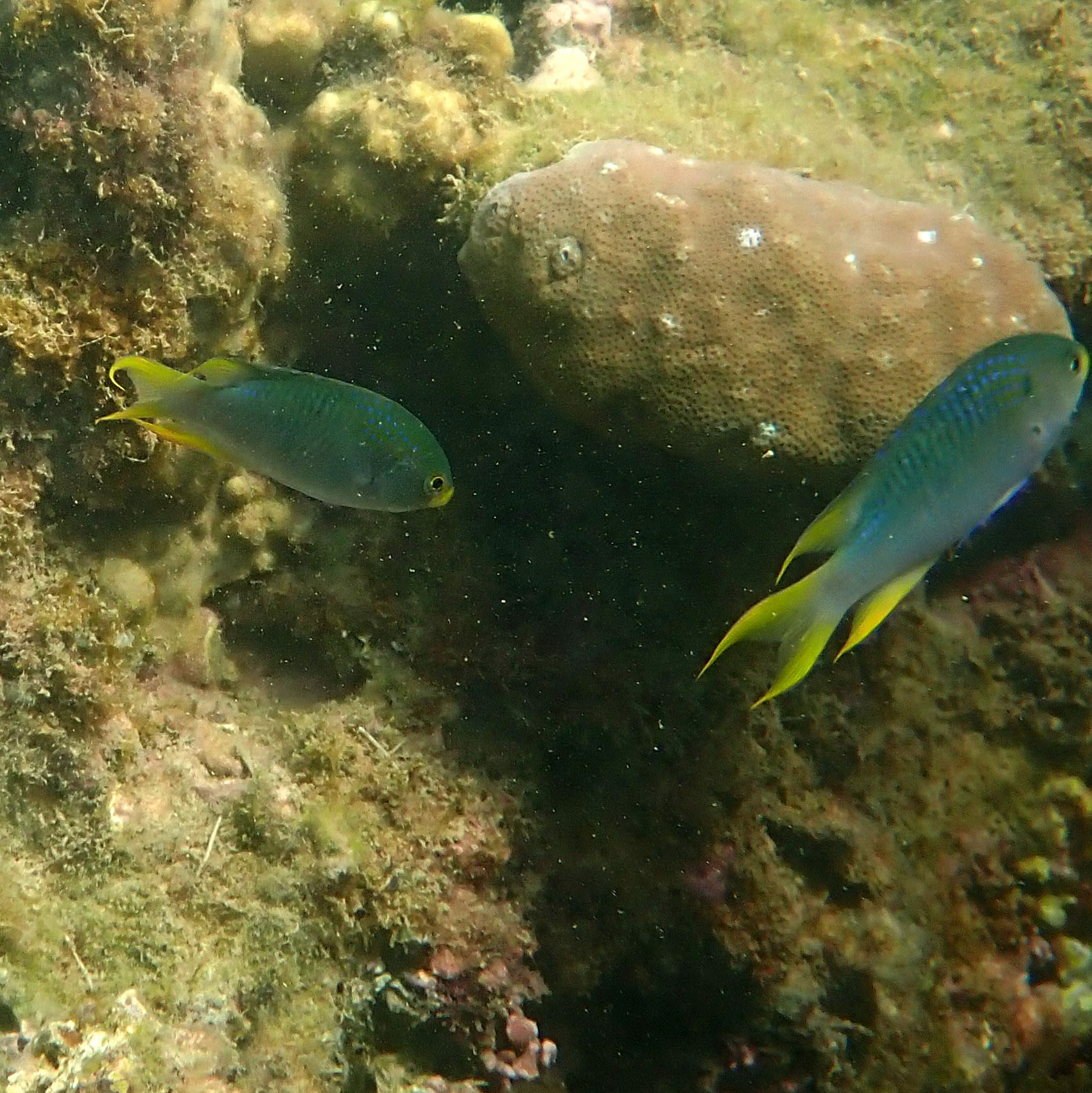 Perciformes