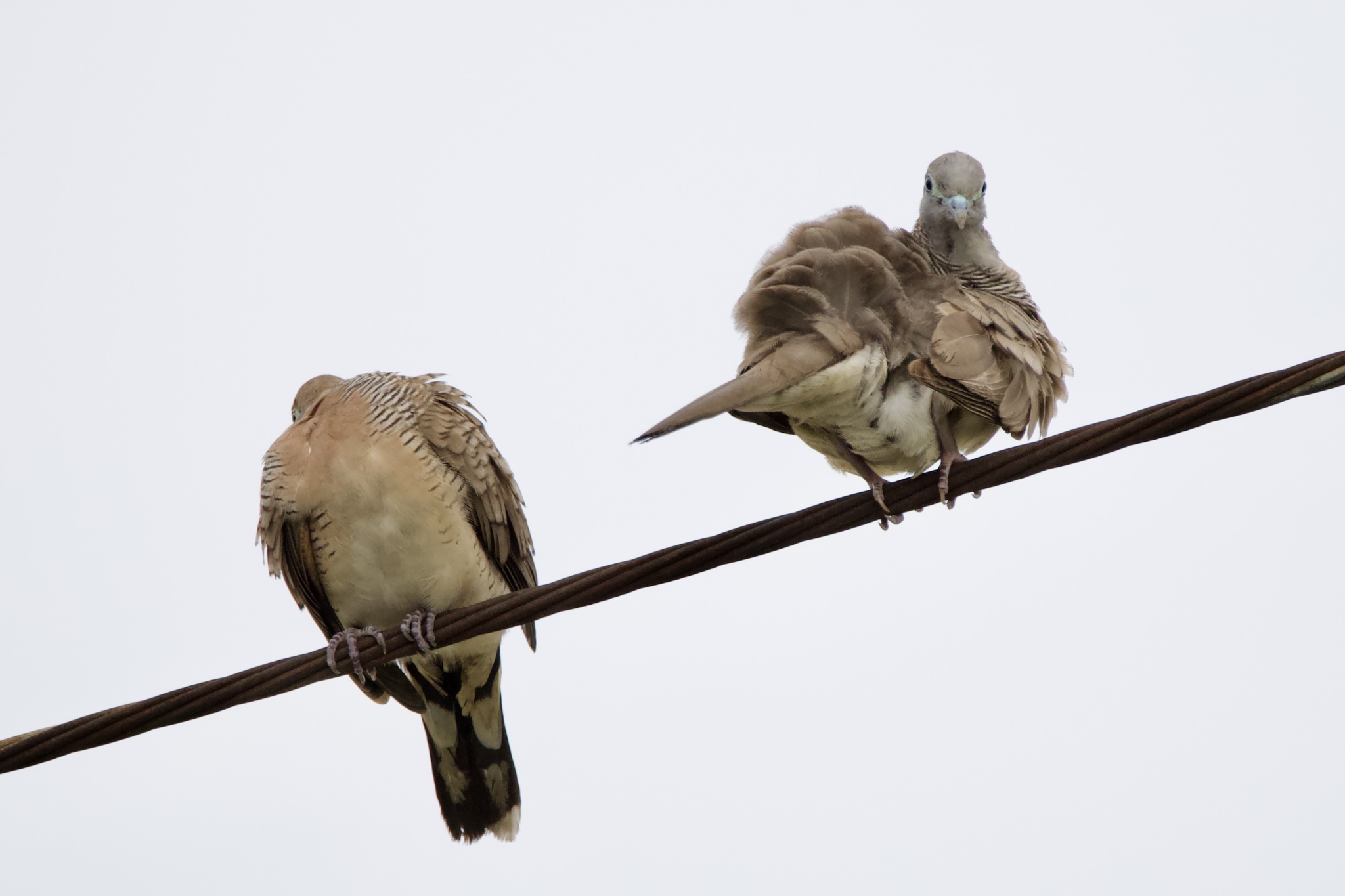 Columbidae
