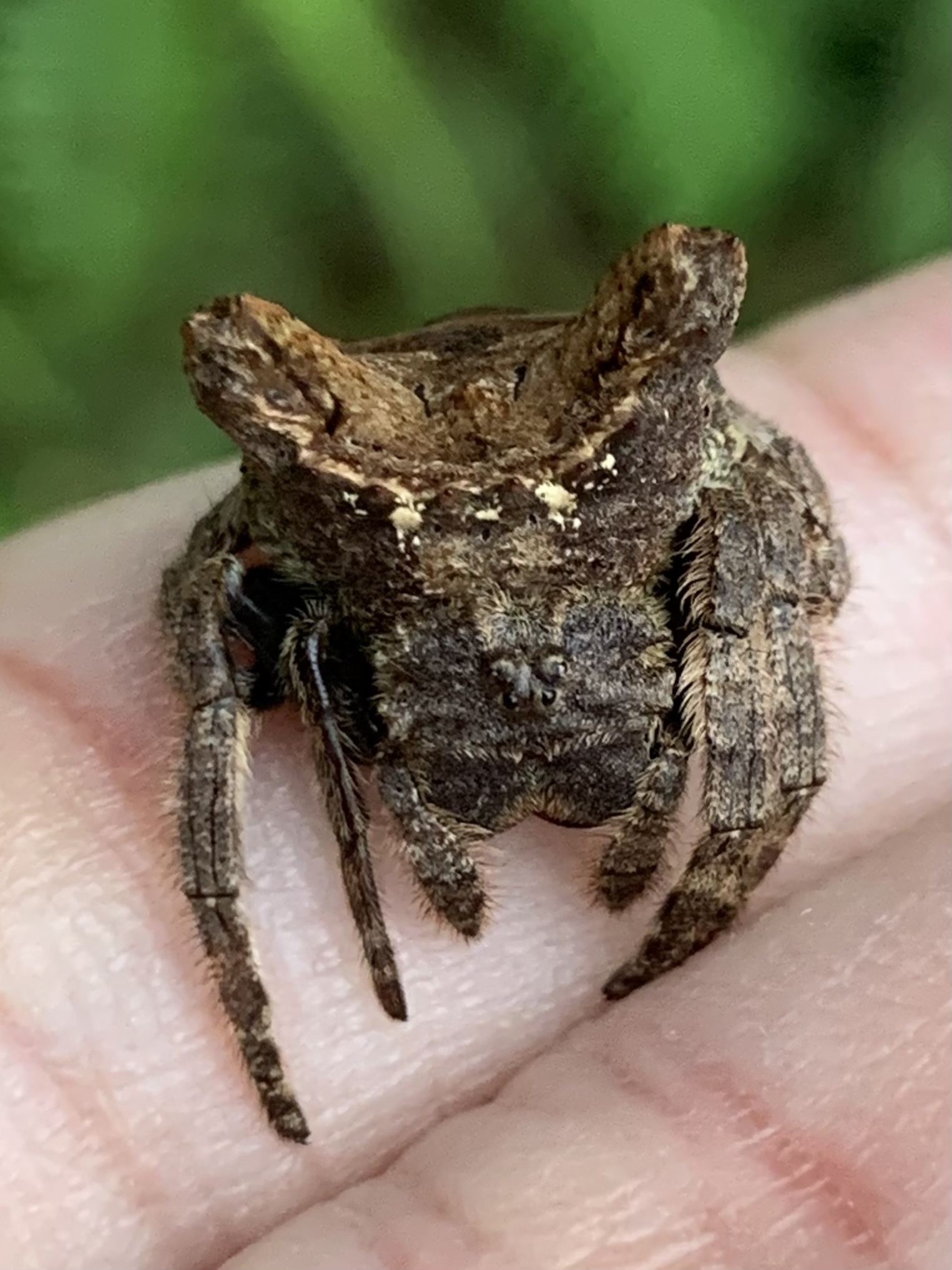 Araneidae