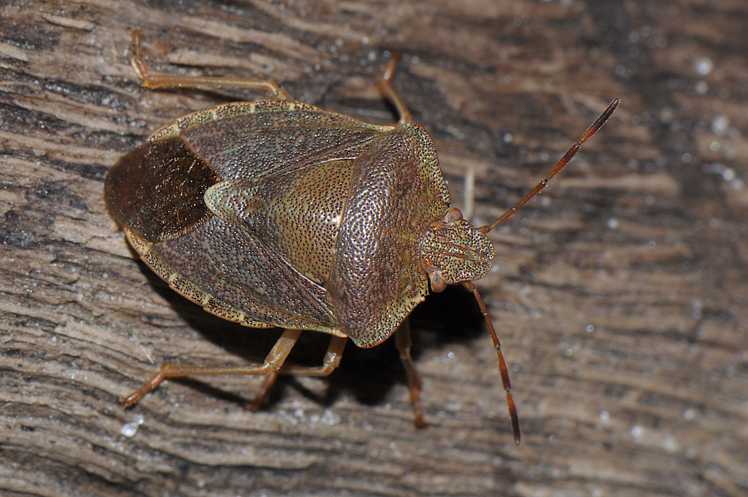Pentatomidae
