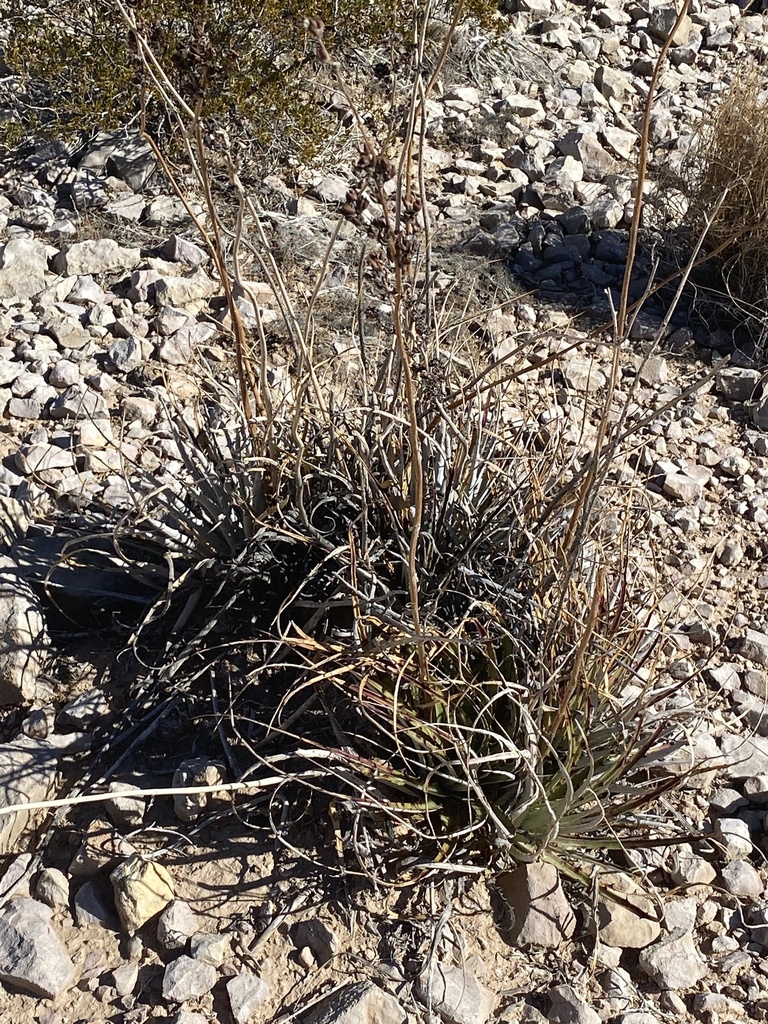 Texas False Agave from Big Bend National Park, Terlingua, TX, US on ...